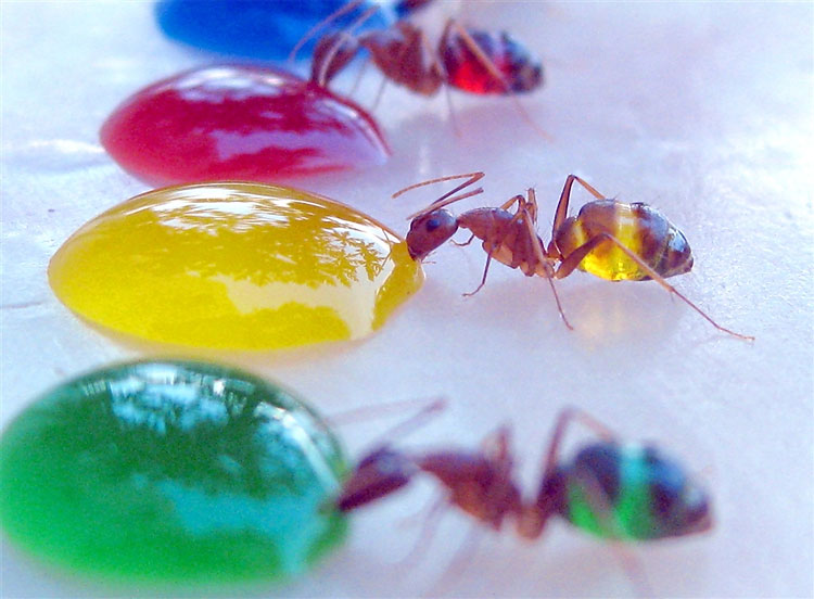 The Regular Joe: Cool Nature Stuff - Colored Ants