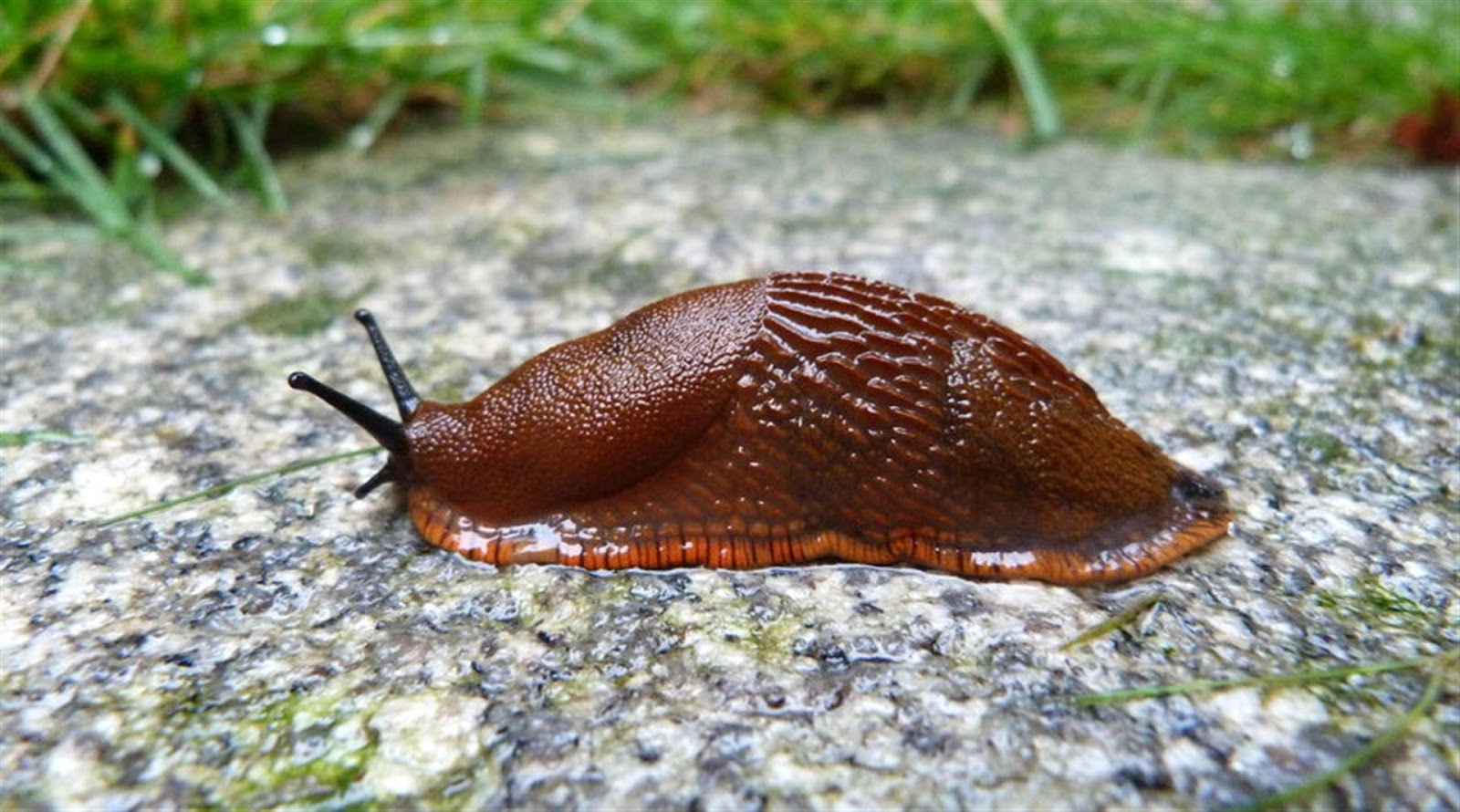 Jill's Allotment: 101 Ways to Stop a Slug