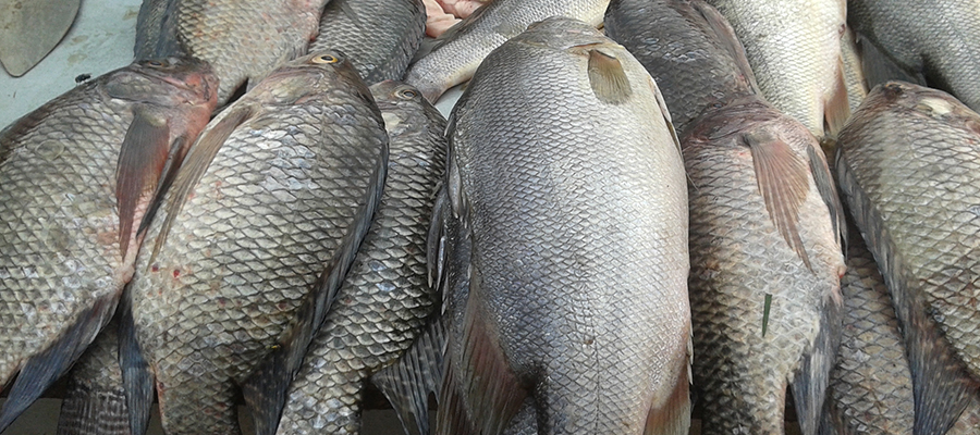 KALUAS: UFUGAJI WA SAMAKI