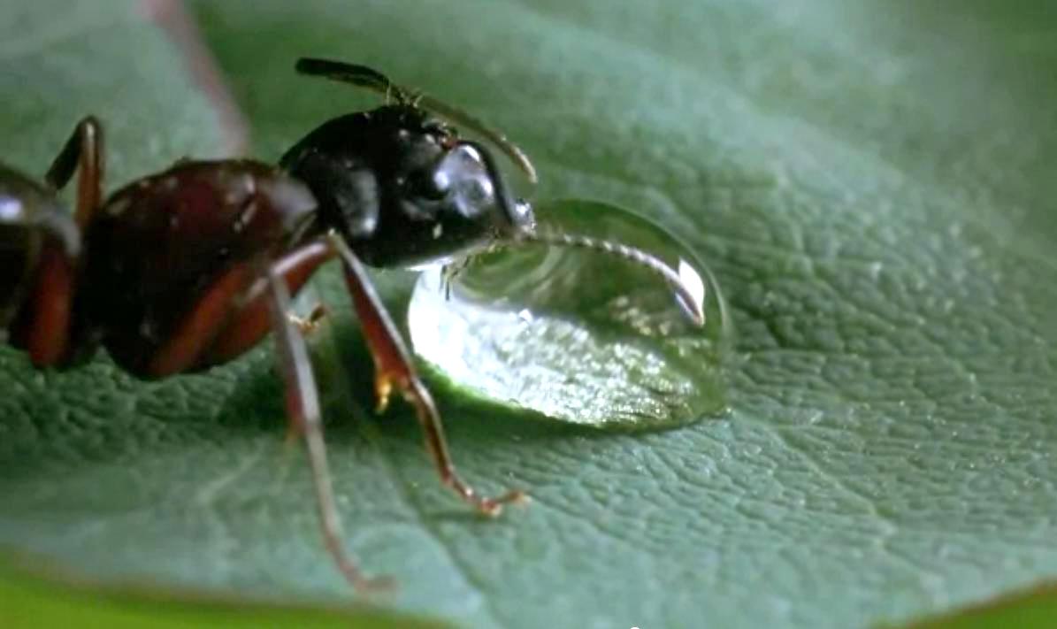 It's Not Work, It's Gardening!: Thank you Netflix! Microcosmos