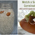 Share it! Science : DIY Seed Germination Jar: A Must-Have for Your ...