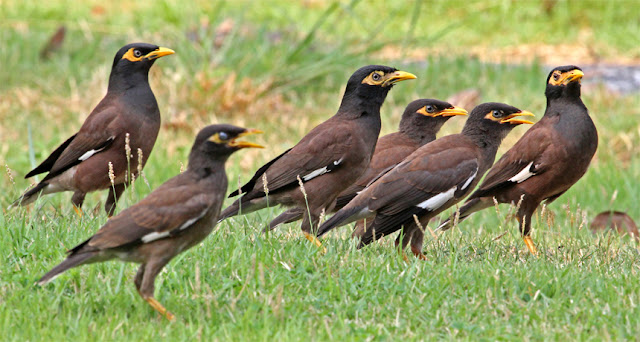 Jhotpotnews: List Of Bangladeshi Birds