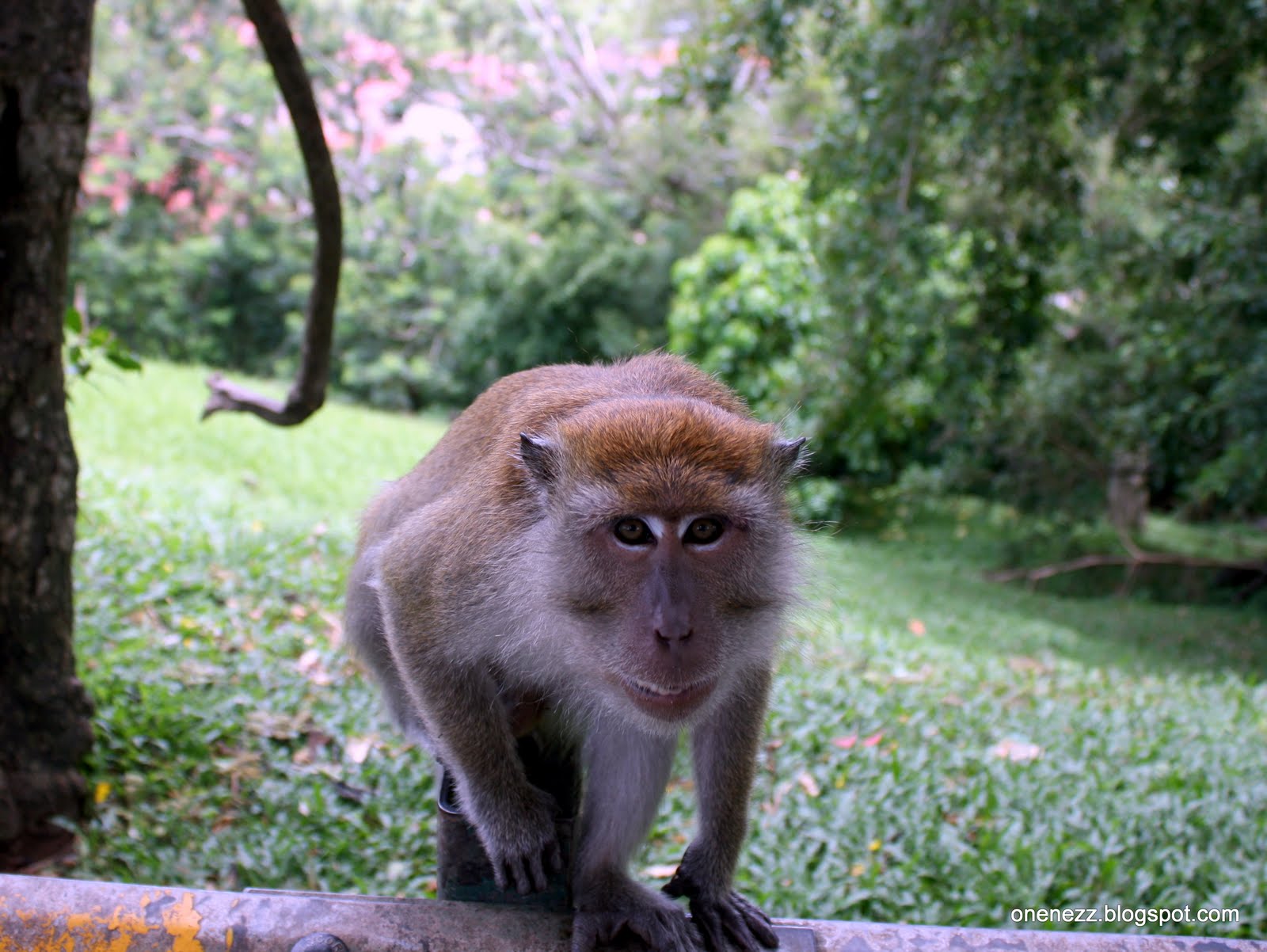 Onenezz: Observing Monkey Expressions