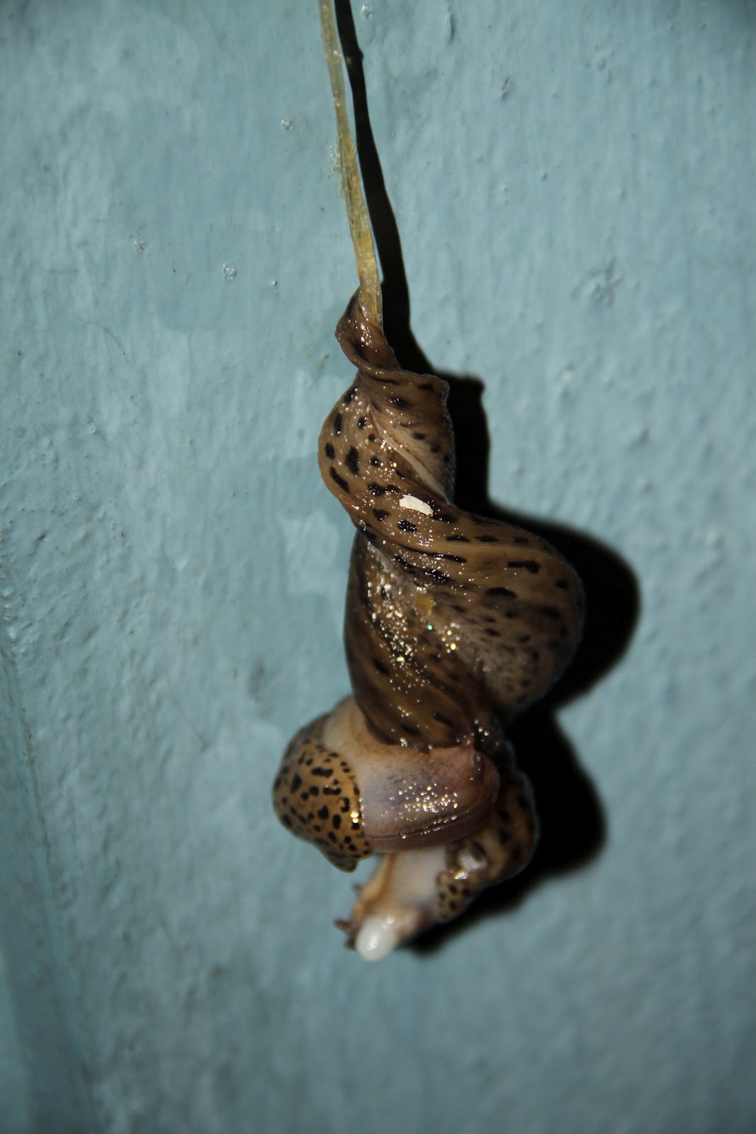 RadhusLiv - i och utanför radhuset...: Parande Leopardsniglar! / Mating ...