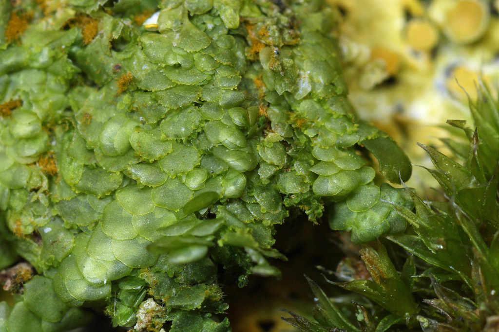 Moonmoths Photo Gallery: Melin Mynach epiphytes