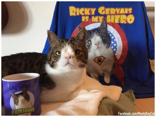 [ADORABLE] Gatito especial con síndrome de Down arrasa en Internet y ...