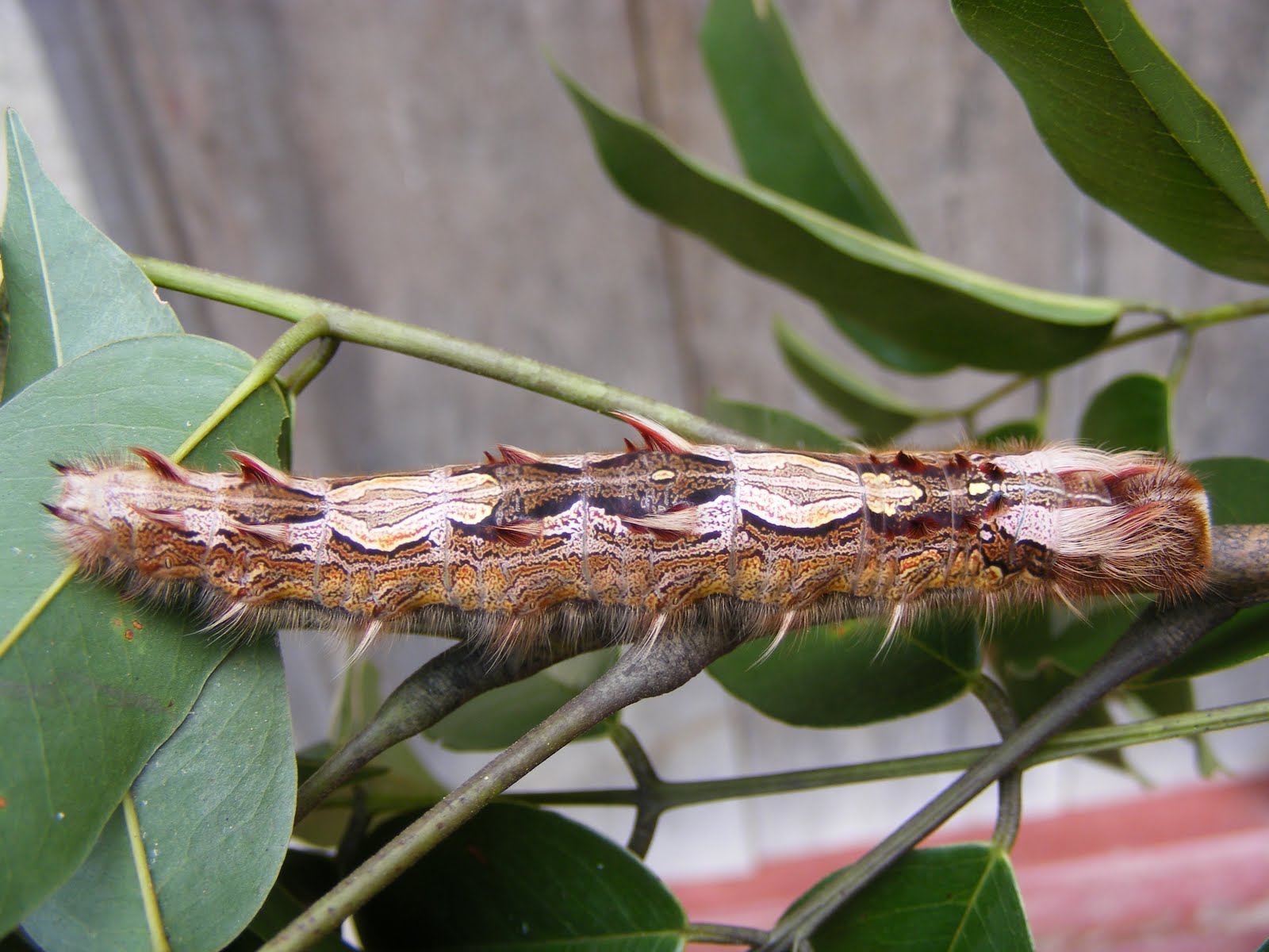 Caterpillar of the day: Morpho sp. | Caterpillar Eyespots