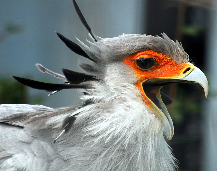 Funny Pictures Gallery: secretary bird, secretary bird facts, secretary ...