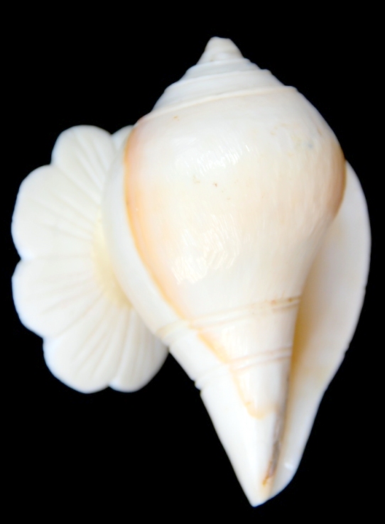 Kiraj Gainju Blog Store: Nau Baja - The Traditional Newari Musical ...