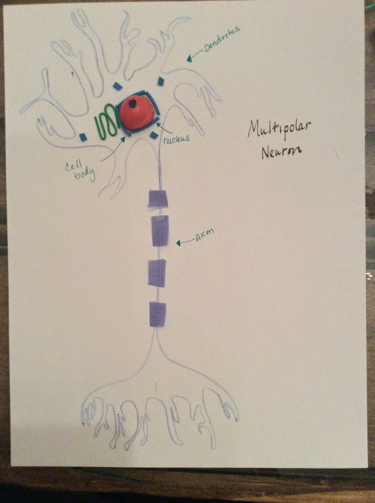 Jaime's Human Biology Blog: NERVOUS SYSTEM AND NEURON MODELING