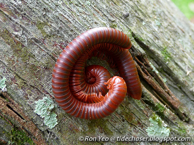 tHE tiDE cHAsER: Millipedes (Phylum Arthropoda: Class Diplopoda) of ...