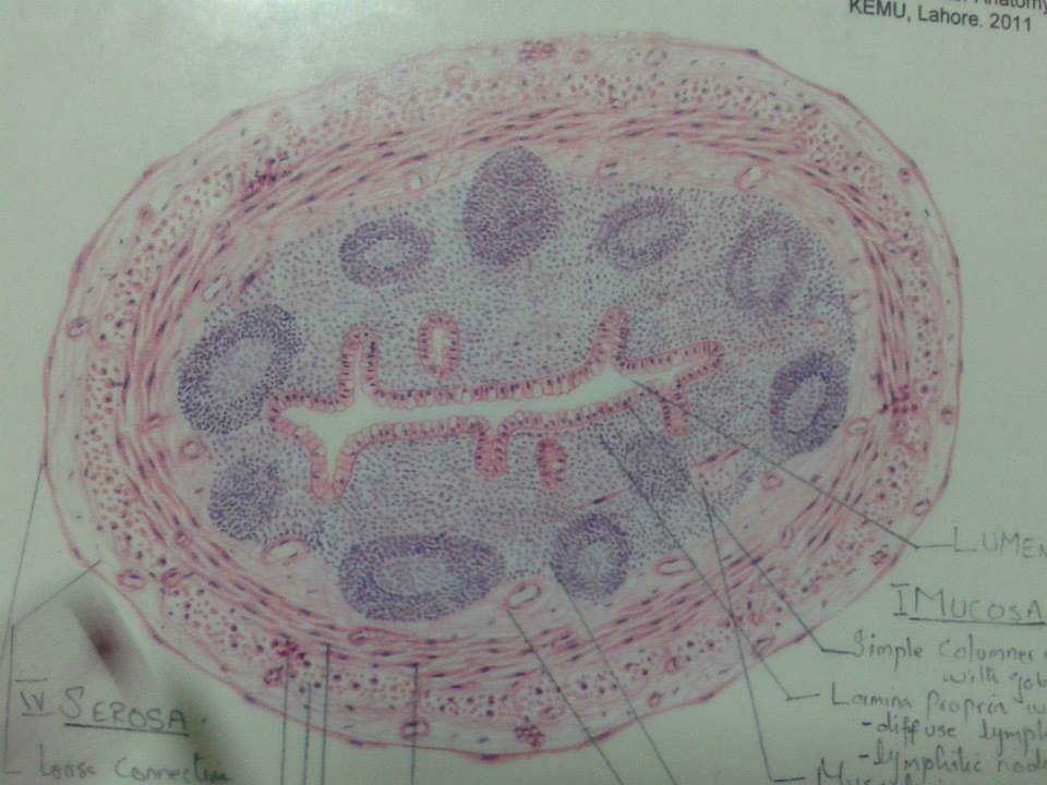 Appendix Histology Diagram