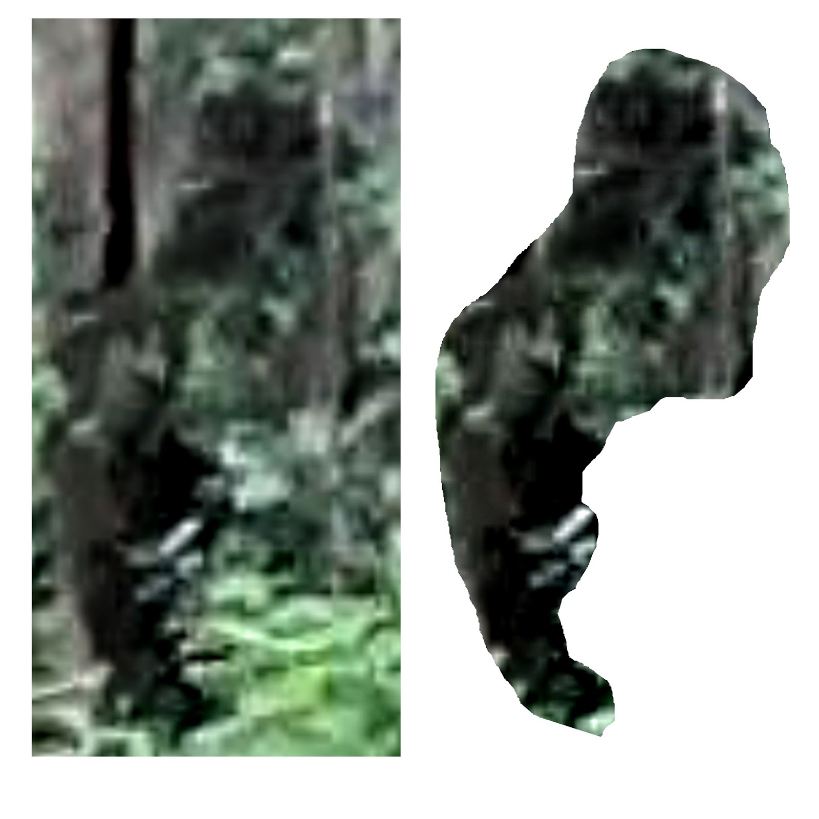 The Bigfoot Field Journal: Bigfoot Photographs and Sketches