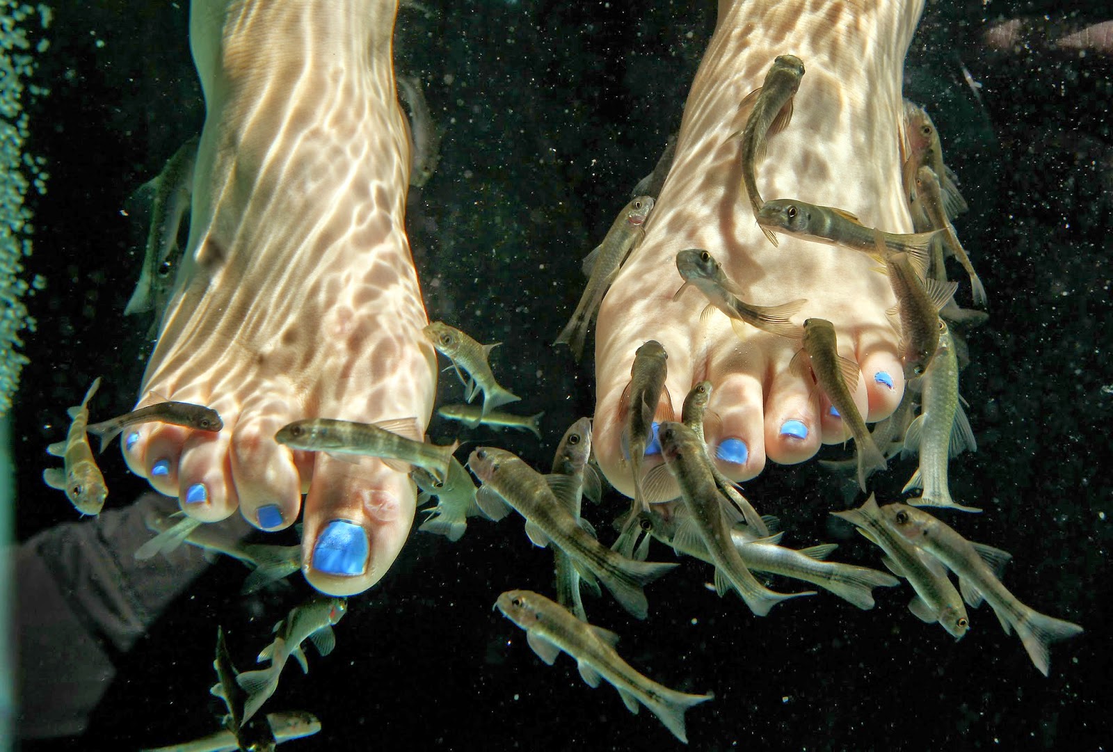 Pinceladas Actuales: Garra Rufa, El Pez Doctor