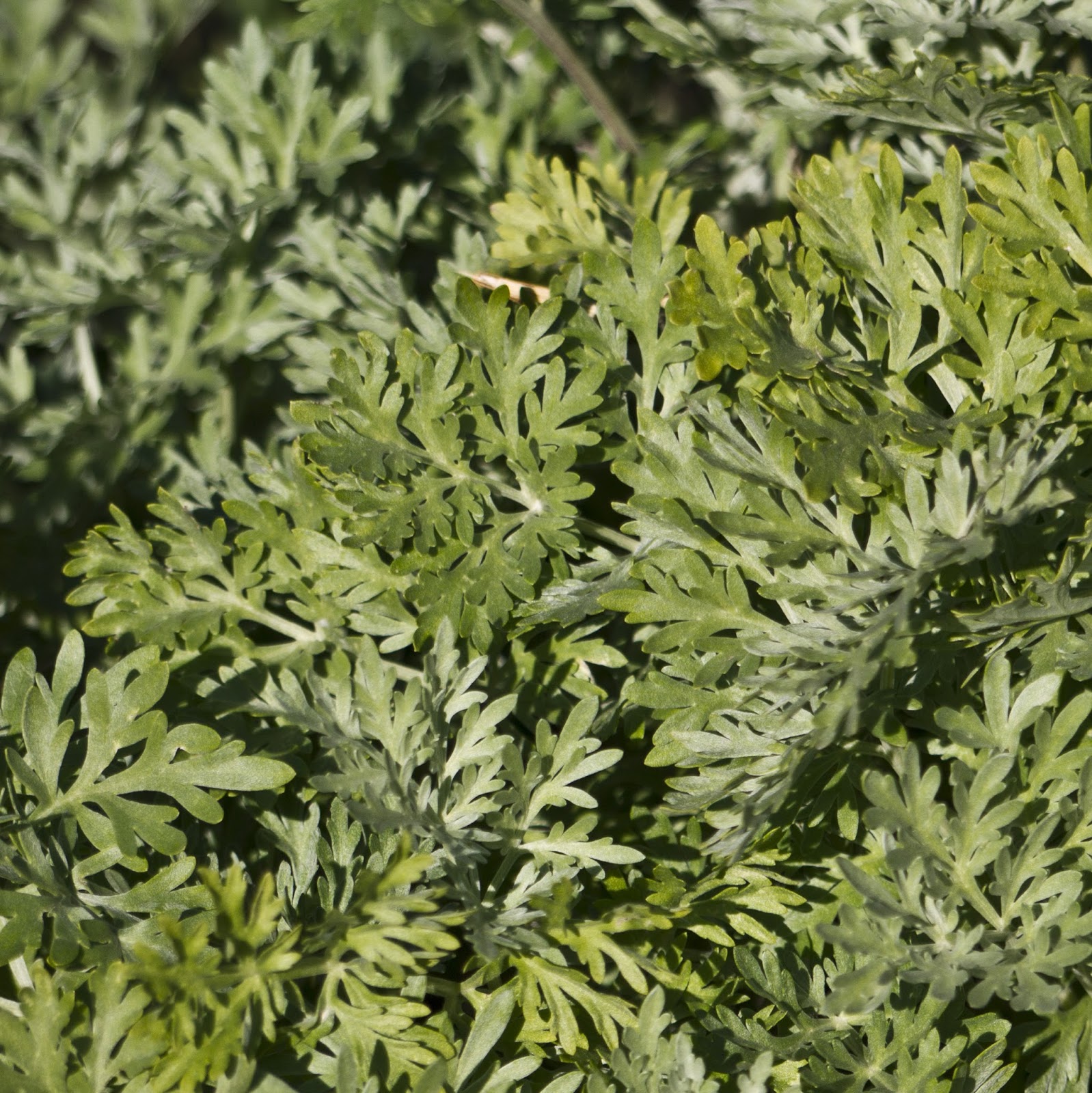 Antichi mestieri: L'artemisia-assenzio nella cultura contadina