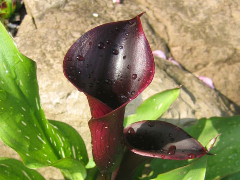 Gallery of Callas Lilies by Color: Black Calla Lilies