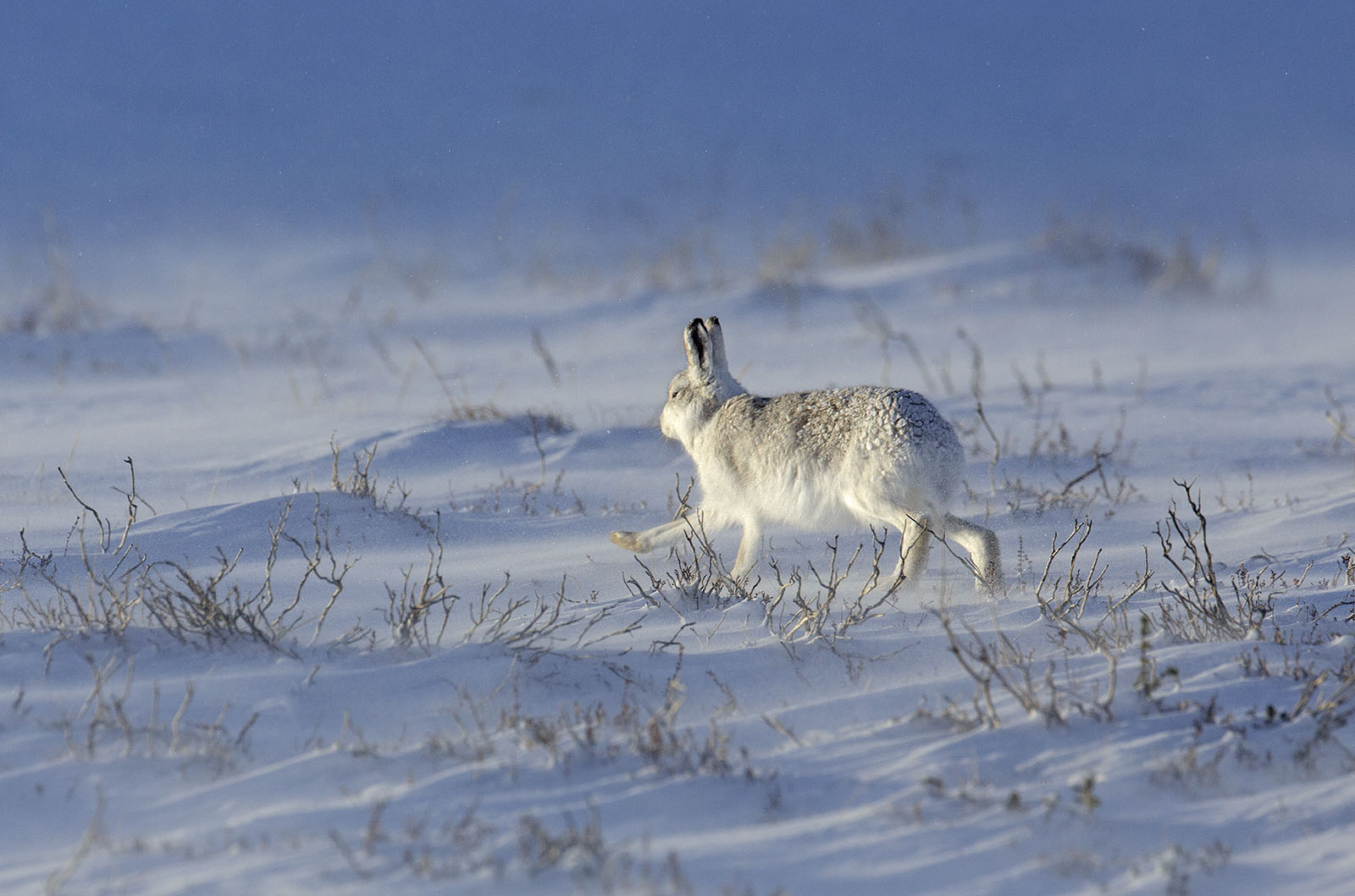 pewit: Mountain Hares -- its a tough environment in winter