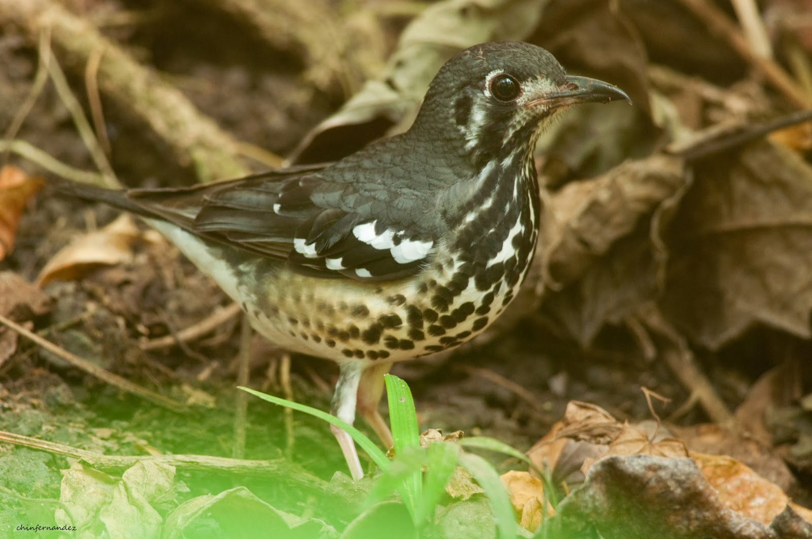 The Chiwit Chronicles: The Bird Year 2014 - end of Month 1