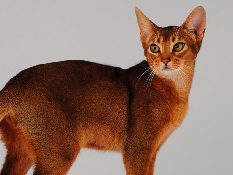 Todo sobre el Gato Abisinio - Razas de Gatos