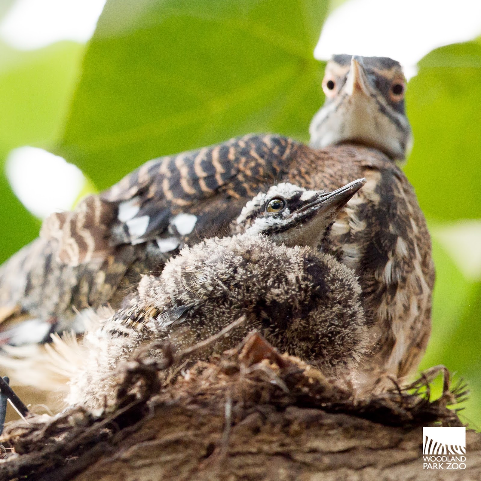 Sunbittern chick makes fluffy debut