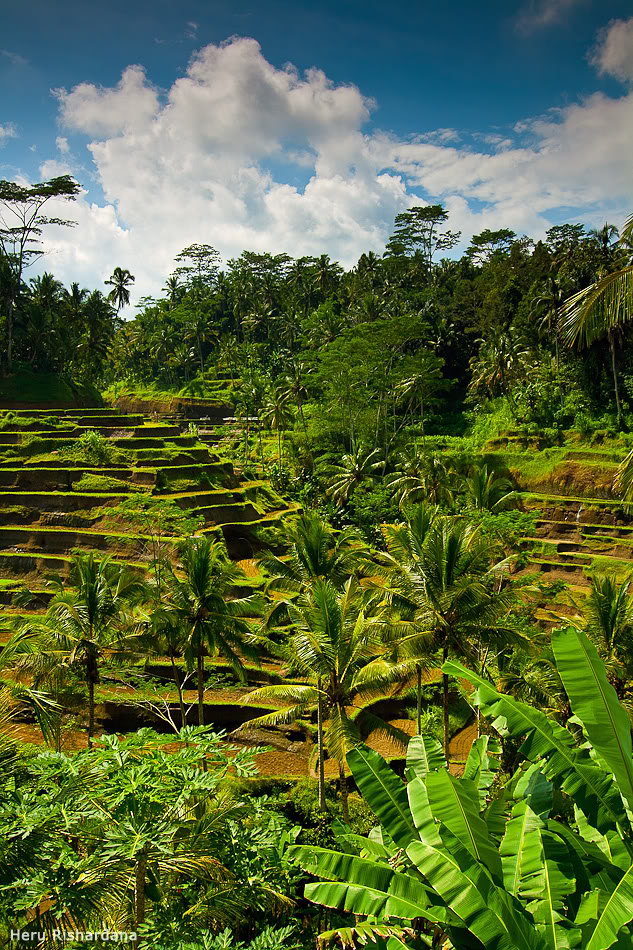DEALS FOR BALI: Diah Bali pictures