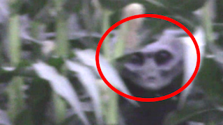 Grey Alien Spotted in Cornfield - Paranormal Elite