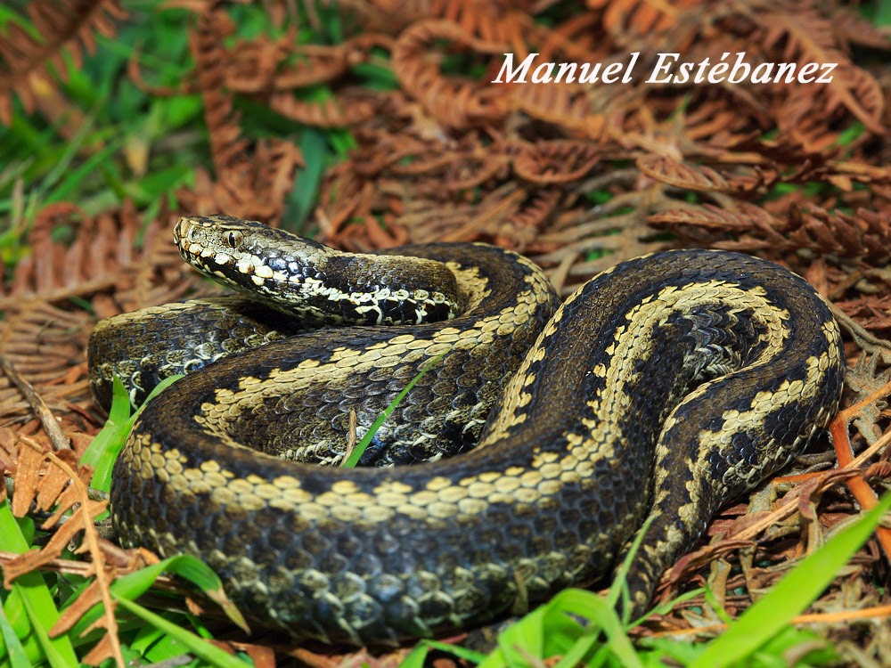 Miradas Cantábricas: Víbora de Seoane o cantábrica (Vipera seoanei ...