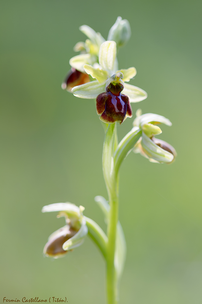 ASILVESTRAO: LA ORQUÍDEA MARRÓN