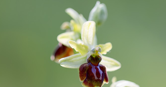 ASILVESTRAO: LA ORQUÍDEA MARRÓN