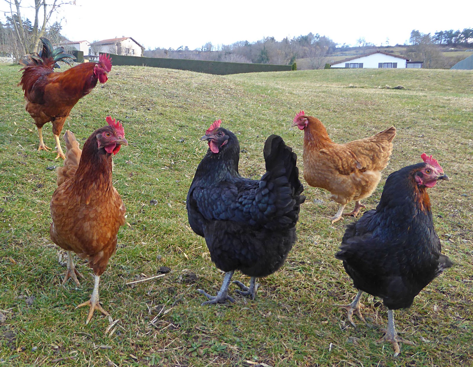 Living the life in Saint-Aignan: Six pix of chix