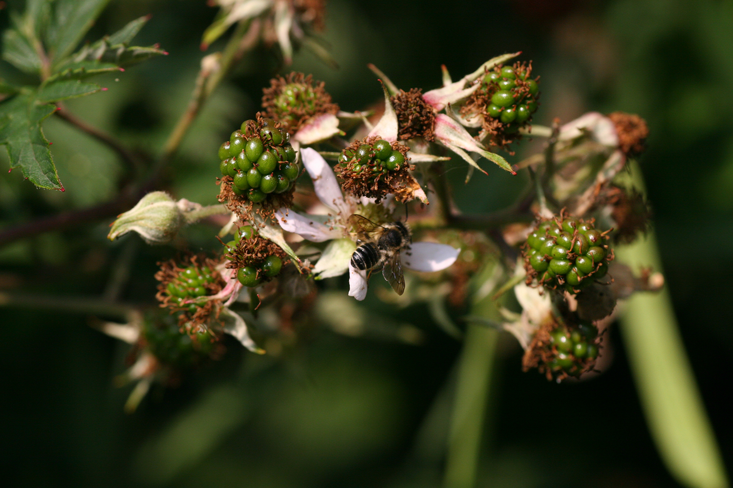 Natuurnotities Monique Smulders: juli 2016