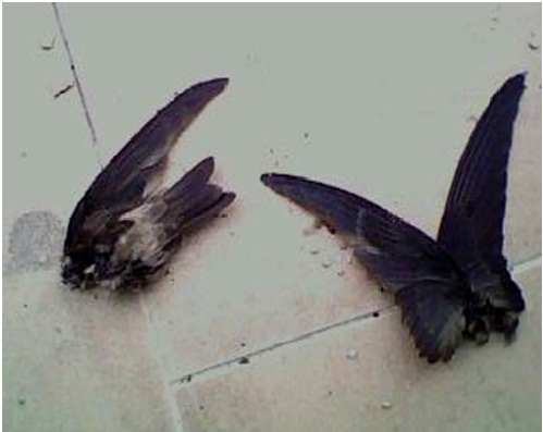 Swiftlet Farming : Swiftlets Farming Equipments, Edible Birds Nest and ...