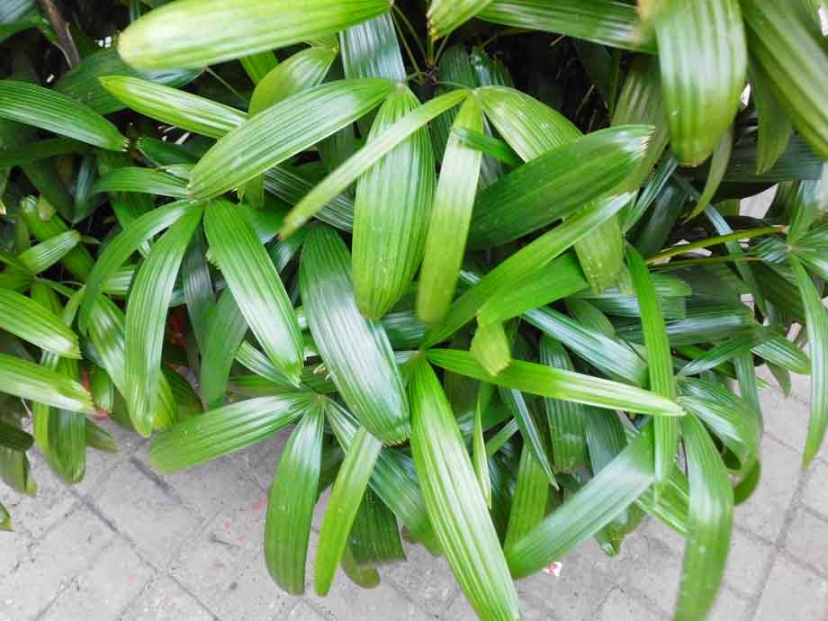 Palem Bambu (Chamaedorea seifrizii)