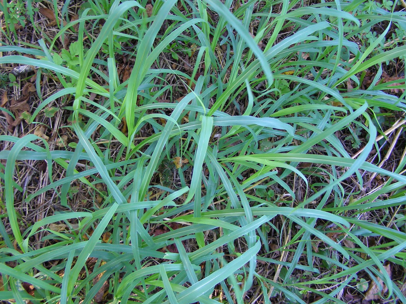 Blue Jay Barrens: Johnson Grass