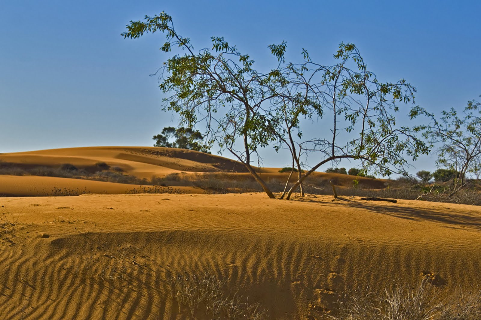 BigRedBusTouringCo.com: Moorook to Perry Sand Dunes