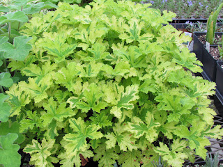 Thyme On My Hands: Scented Geraniums!
