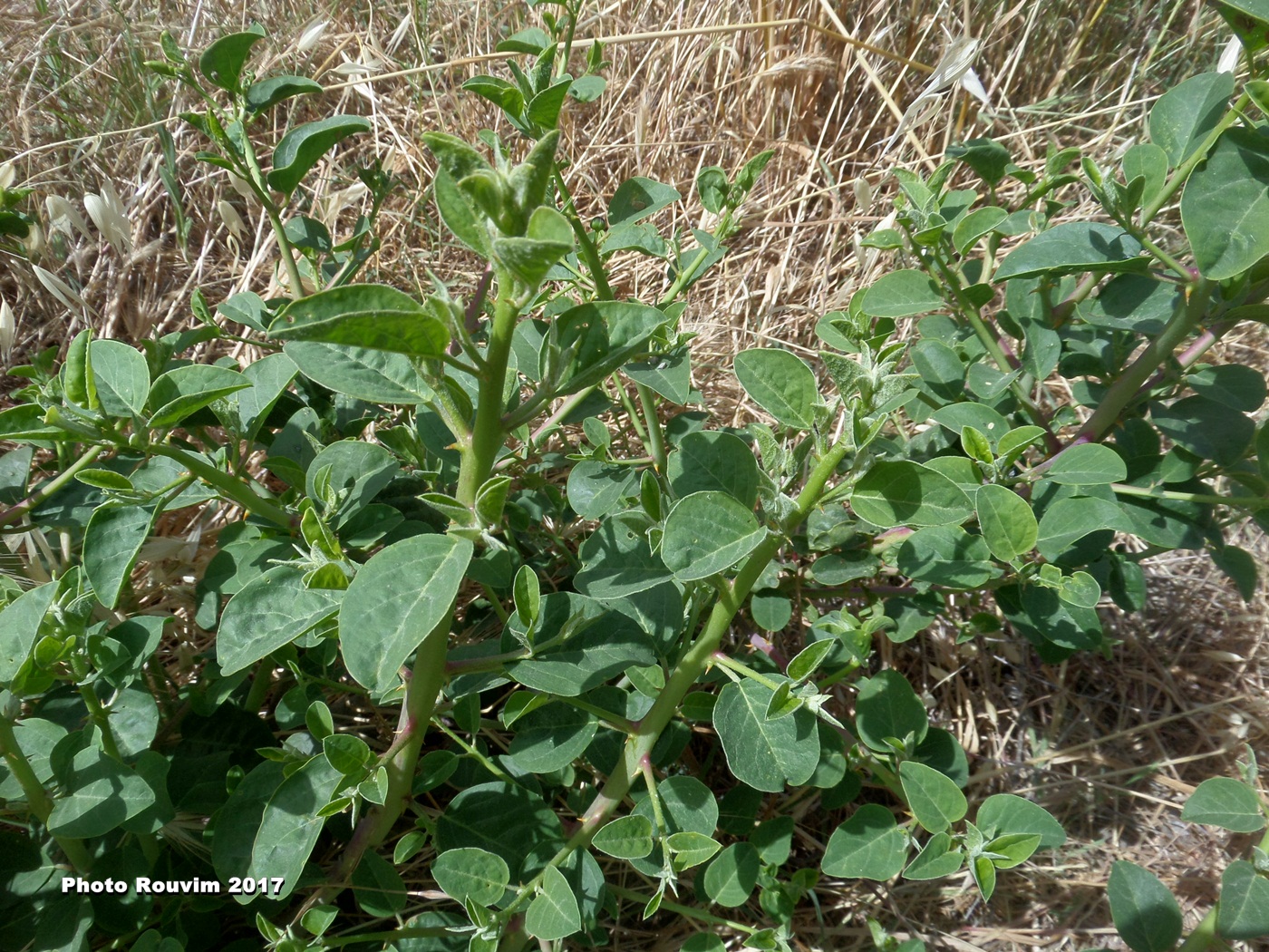 ΡΟΔΟΣυλλέκτης: Κάππαρις η ακανθώδης: Ο καρπός του βράχου!!! (Όλα για ...