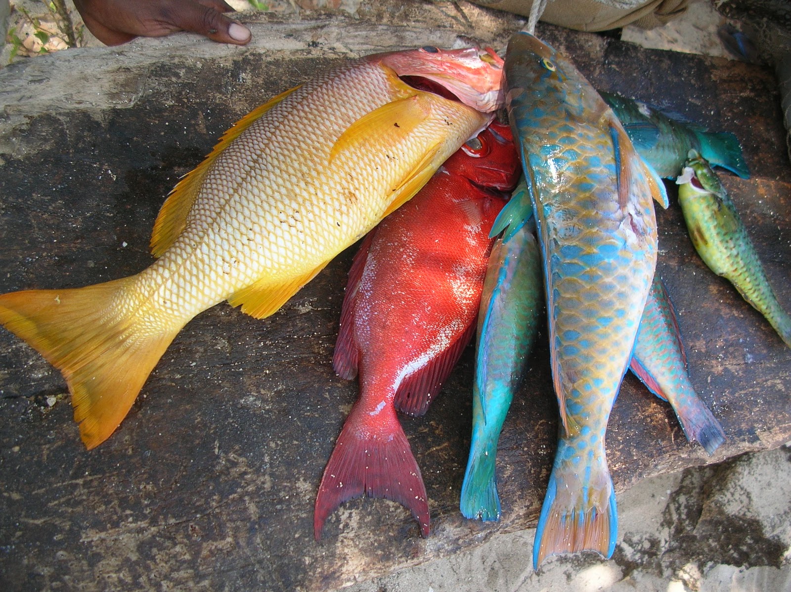 JB in Nairobi: Tiwi Beach, Kenyan Coast