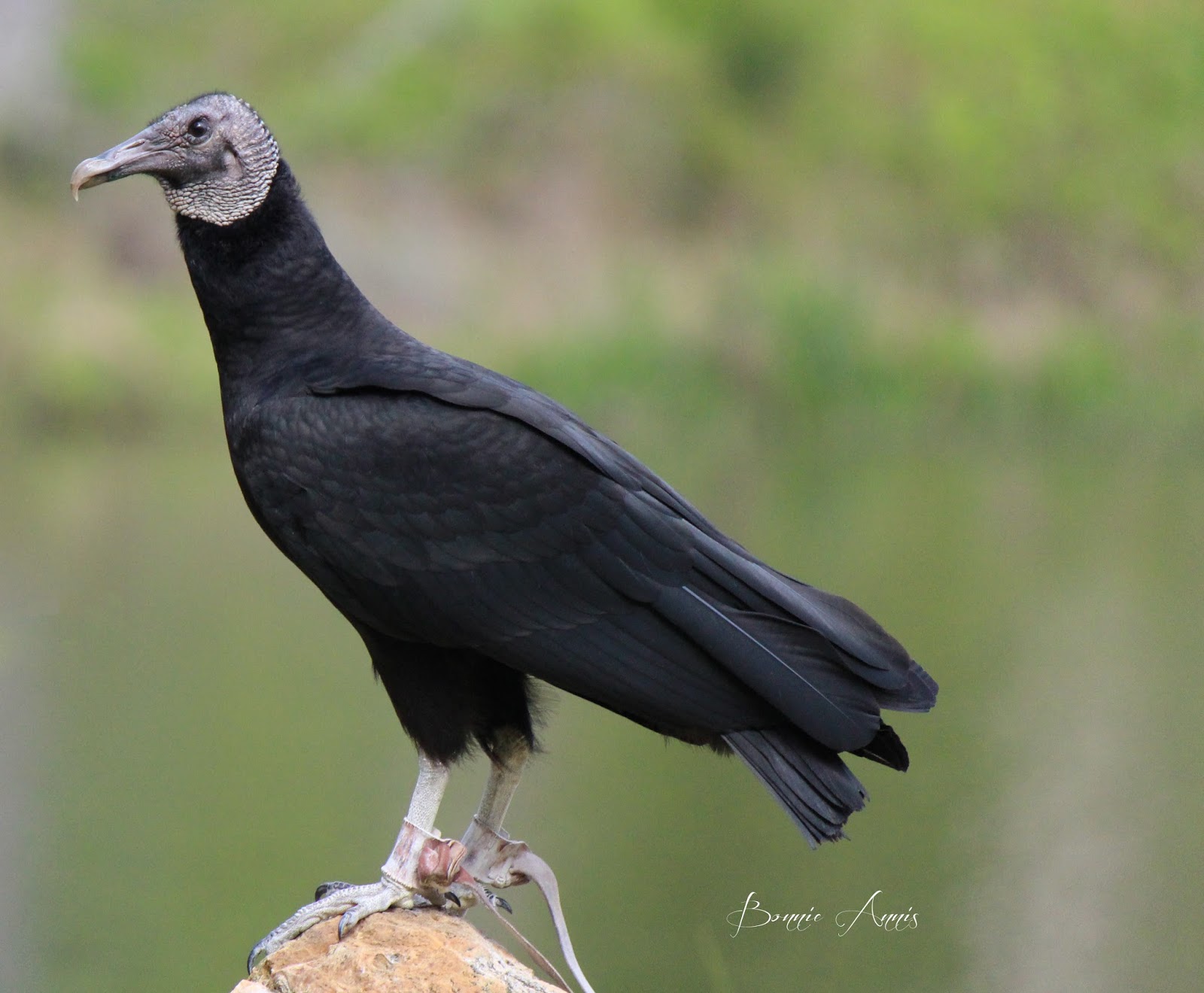 Journey Out of Pink: 2017