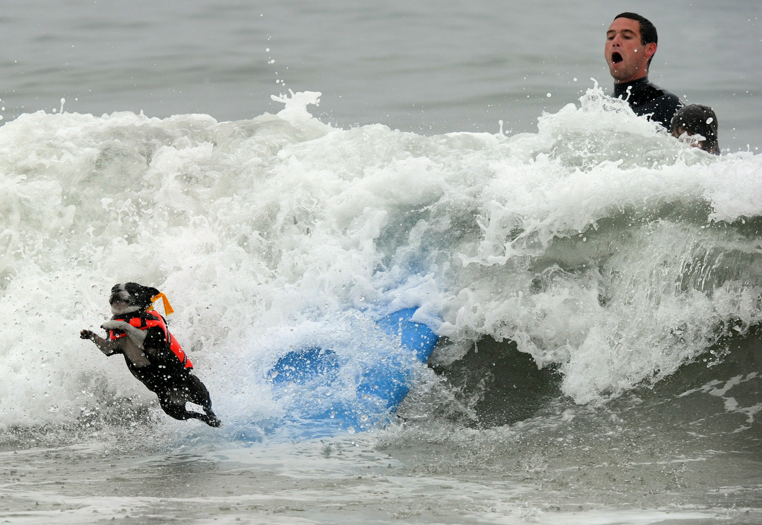 Offshore Winds: Surfing Dogs