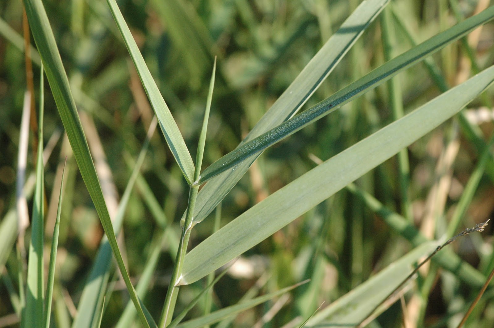 Field Biology in Southeastern Ohio: Grasses Part 2