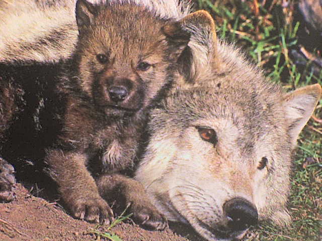 White Wolf : Wolf Kiss