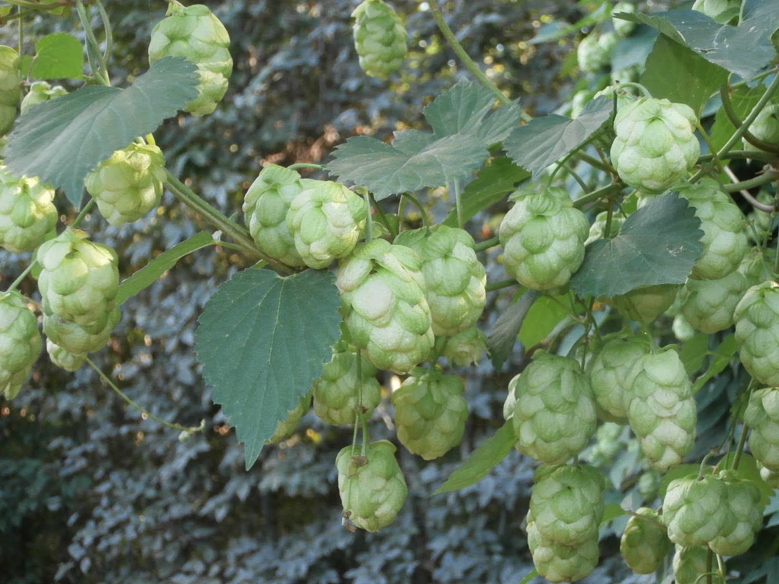 METIDO EN JARDINES: Lúpulo, no solo en cerveza.