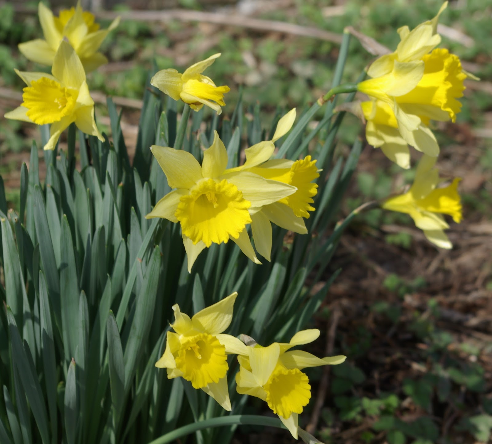sweetbay: Daffodils