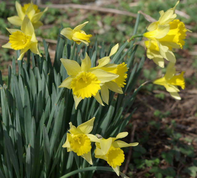 sweetbay: Daffodils