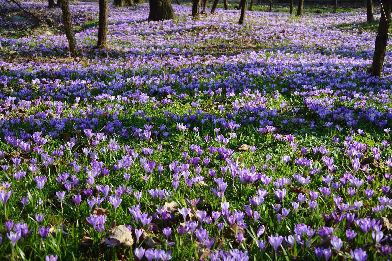 TUDOR PHOTO BLOG: Flori de Primavara la Baia Mare,Spring Flowers at ...