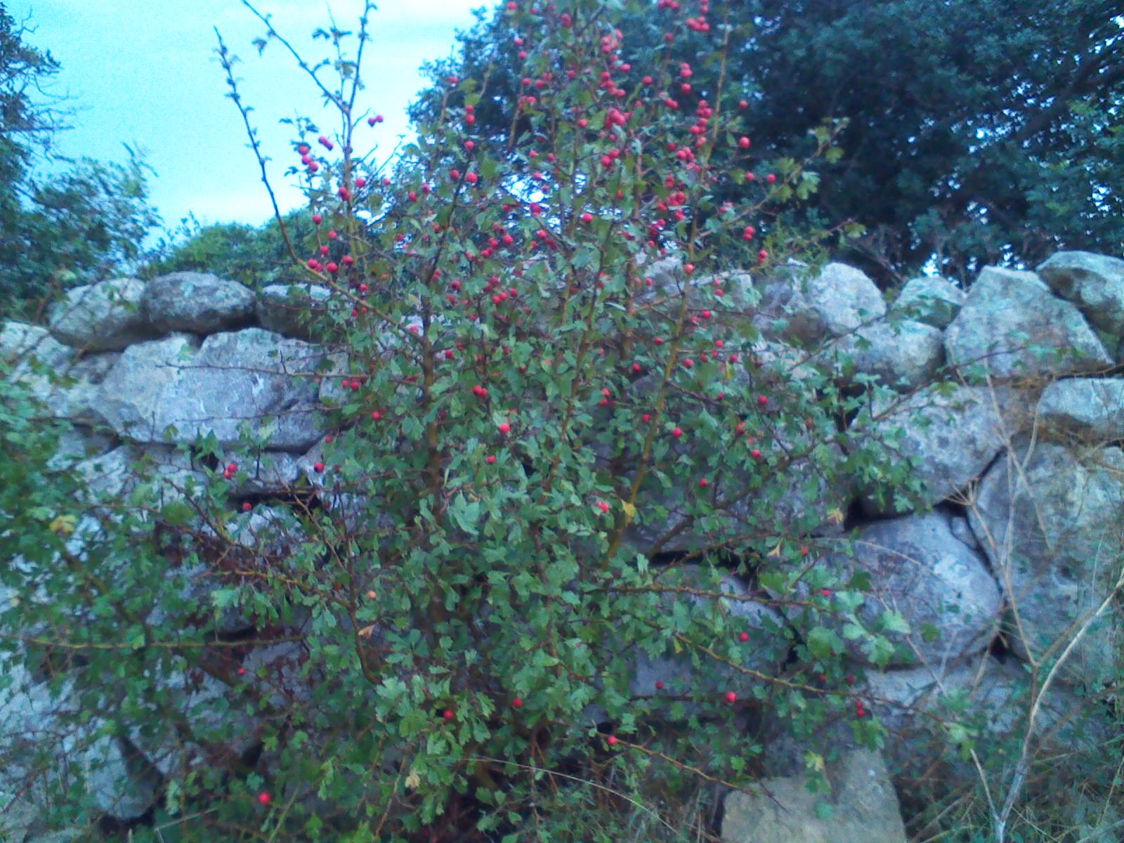 Is-Sigra taz-Zinzel | safifields-Billboard