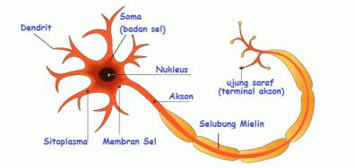 Pengertian Struktur Sel Saraf dan Bagian-bagian Neuron beserta ...