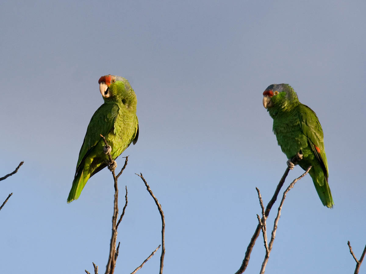 Red-crowned Parrot - Greg in San Diego