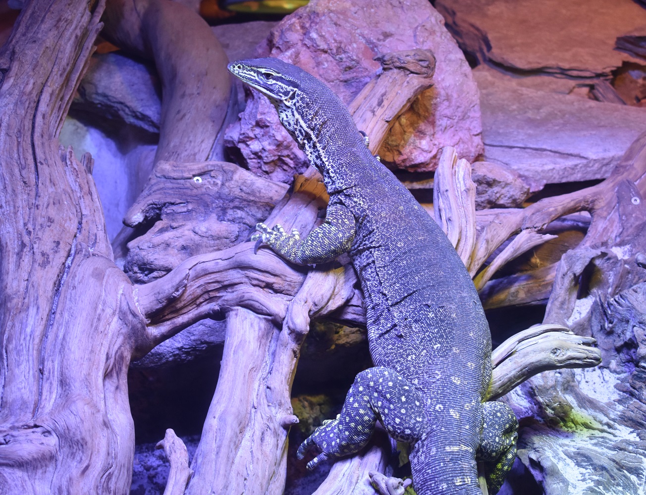 ZOOTOGRAFIANDO (6.100 ANIMALS): VARANO DE ARGUS / YELLOW-SPOTTED ...